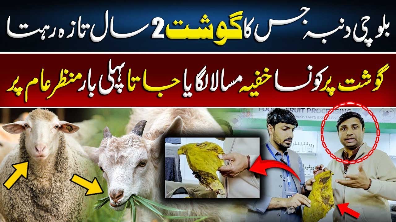 Unbelievable! Balochi Dumba Meat Fresh for 2 Years | Secret Recipe Goes ...
