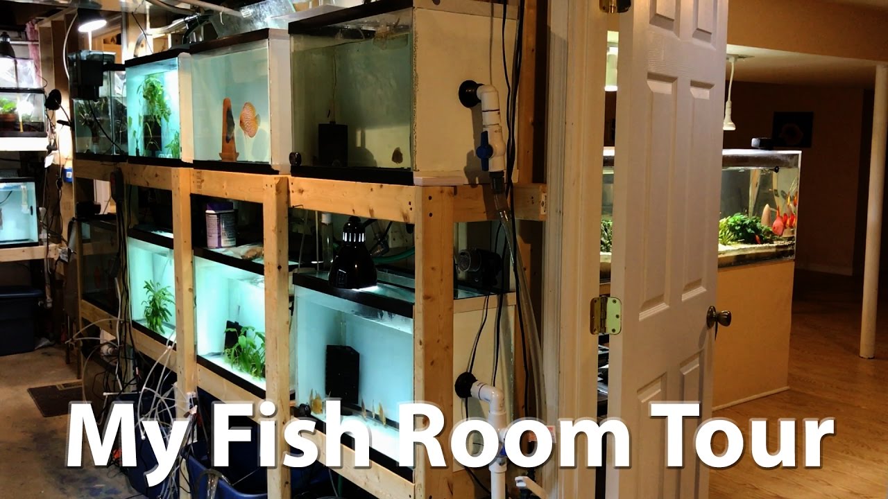 My Fish Room Tour - YouTube