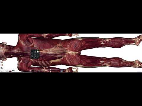 spin and back muscles cadaver - YouTube