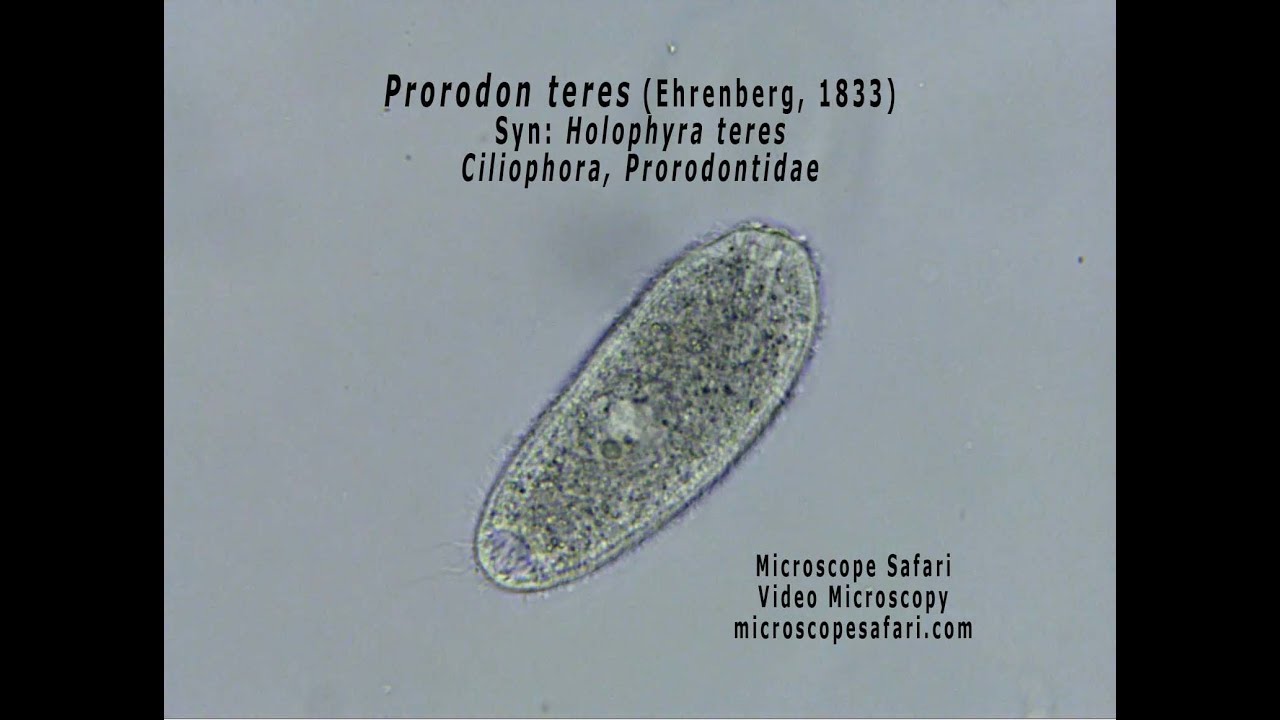 Prorodon teres - YouTube