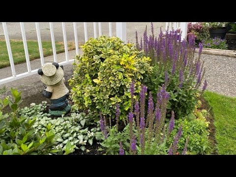 Golden Euonymus, Prune 3 of 2022 - August 21 - YouTube