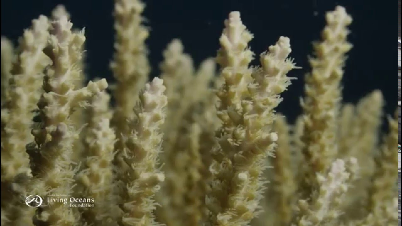 How Corals Eat: Coral Polyps Feeding - YouTube