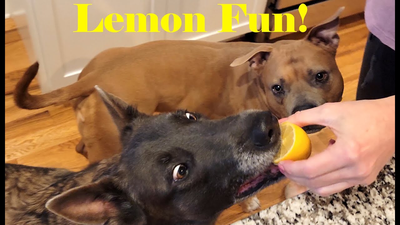 Dogs of Doom and the Lemon - YouTube