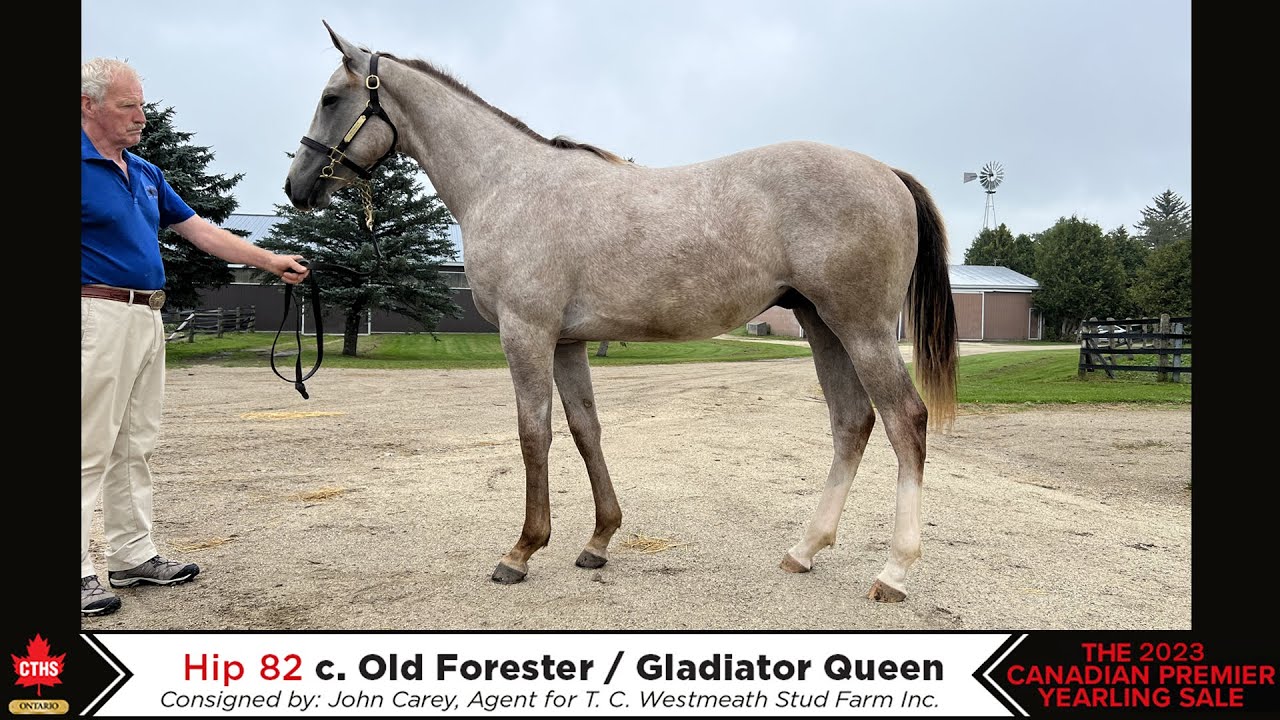 CTHS-ON 2023 - Hip 82 - c. Old Forester x Gladiator Queen - YouTube