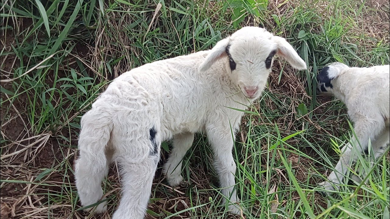 🐐 🐐 anak kambing lucu sheep cute - YouTube