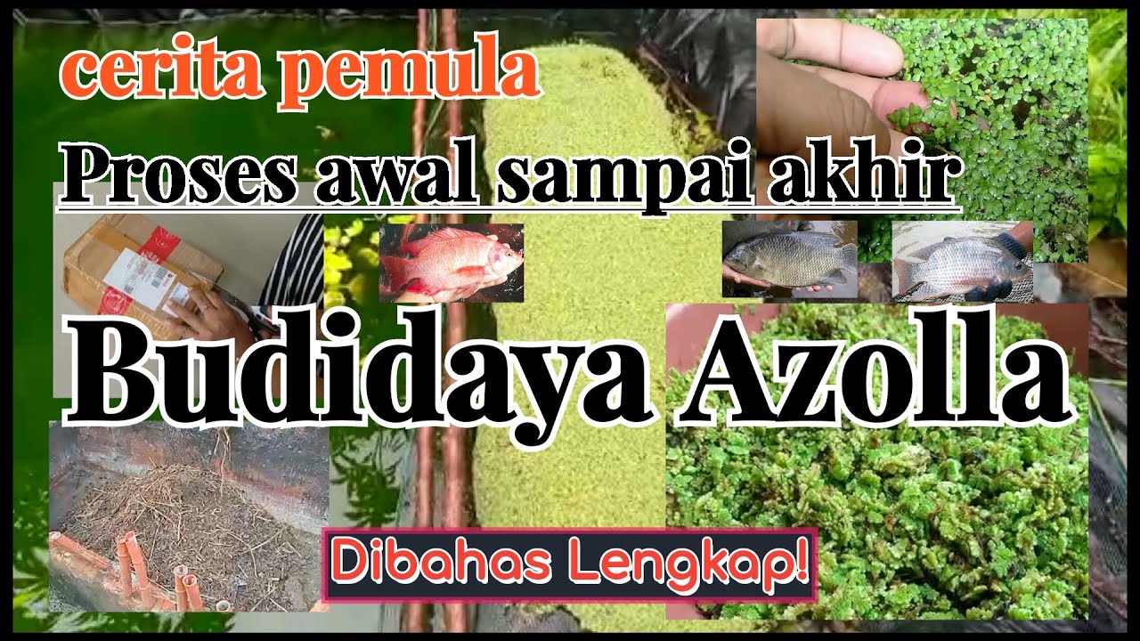Cara Budidaya Azolla Dari Awal Sampai Akhir Tahapan | Budidaya Azolla ...