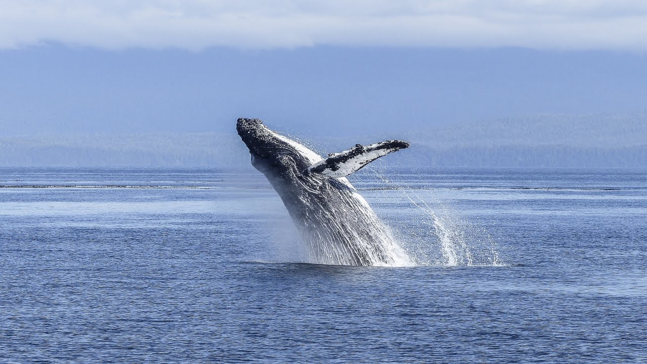 Relaxing Whale Songs for Meditation and Sleep #whalesong #ambience # ...