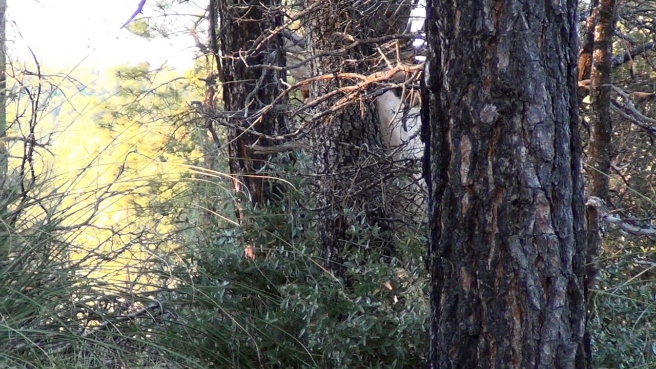 Payson Elk Encounter - YouTube