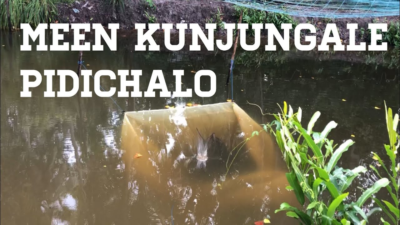 collecting baby fish using hapa net - YouTube