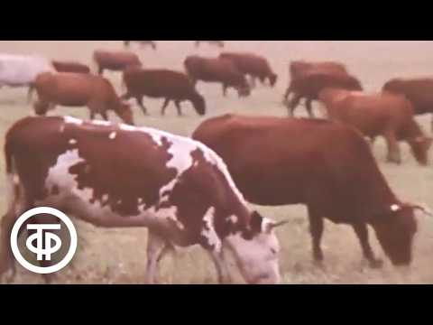 Индивидуальное хозяйство. Совхоз \