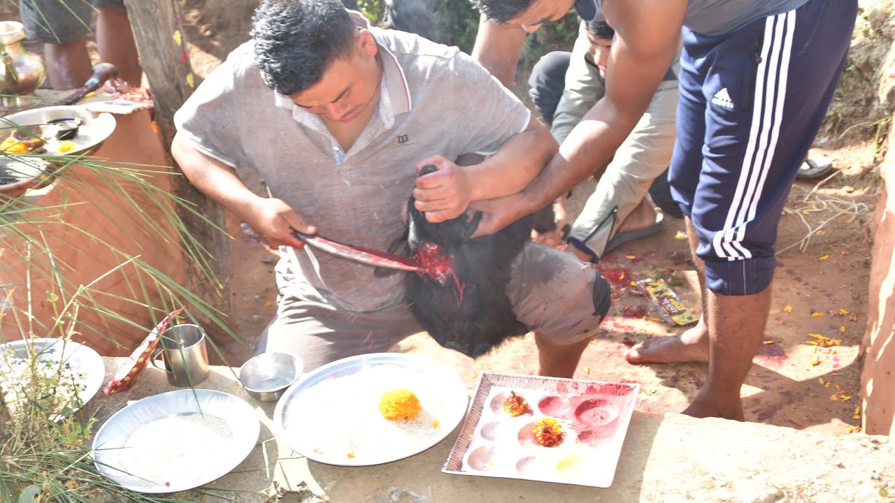 दशैँ फूलपाती पूजा २०७७ ।। Dashain phulpati puja ।। - YouTube