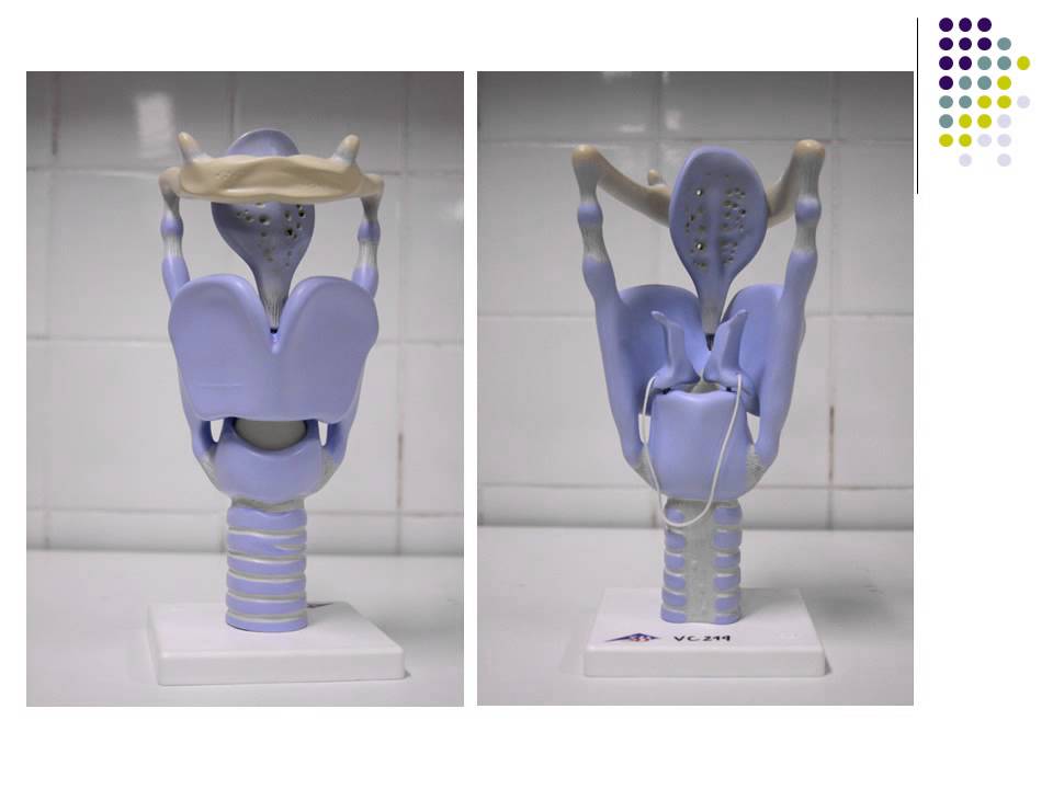 Video-aula da Anatomia da Laringe - YouTube