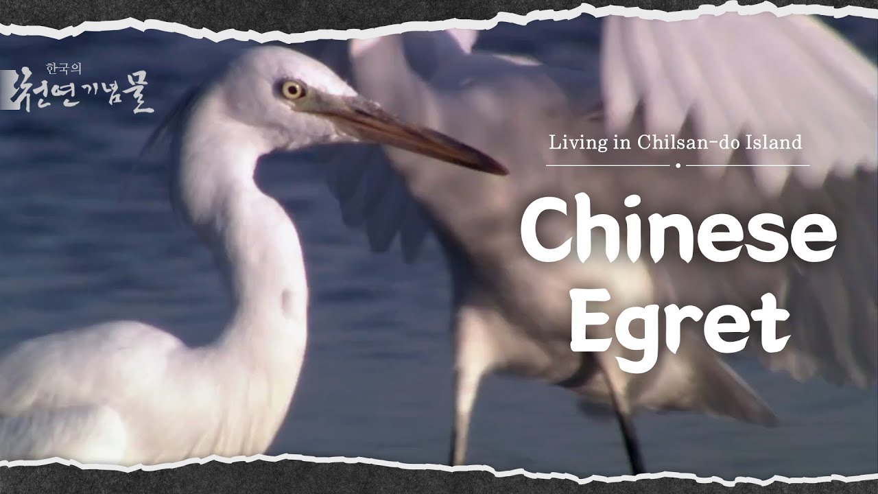 Chinese Egret (Egretta eulophotes), Chilsan-do Island | KOREA - YouTube