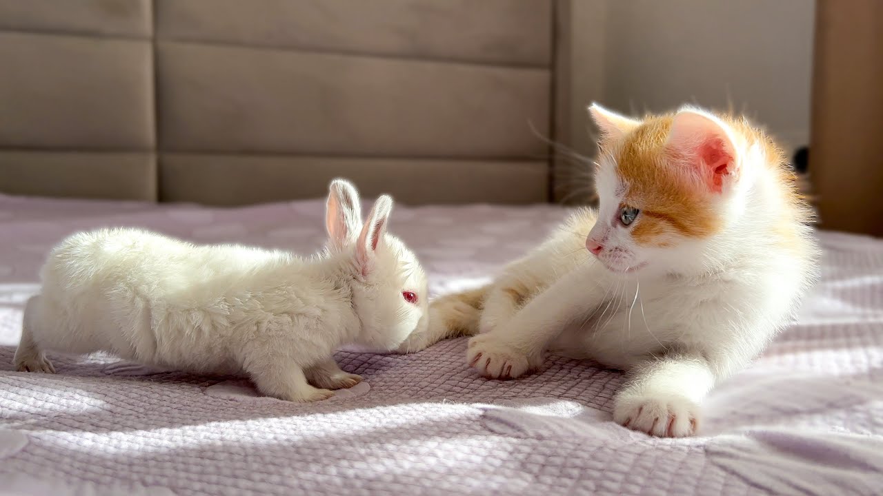Adorable Baby Bunnies And Kittens