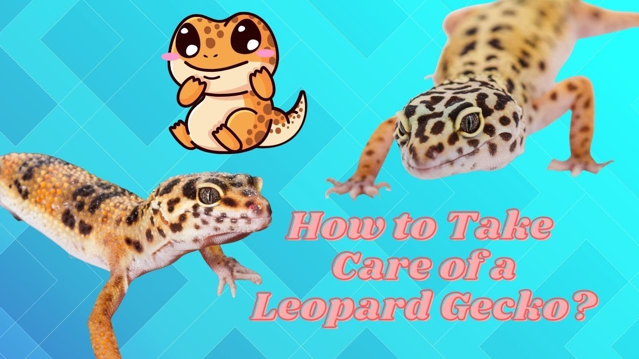 How to Take Care of a Leopard Gecko? Animal Pets Videos - YouTube