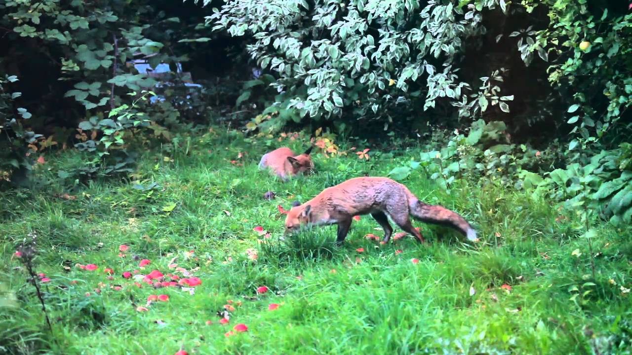 Foxes are silly creatures sometimes (6th October 2010) - YouTube