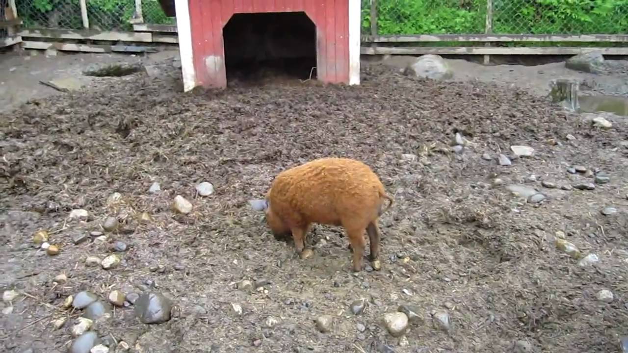 Villasika, Kitee, Pajarinhovi II.MOV - YouTube