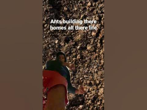 POV an ants life - YouTube