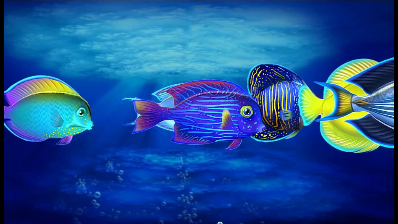 20 Cartoon Tang Fish - YouTube