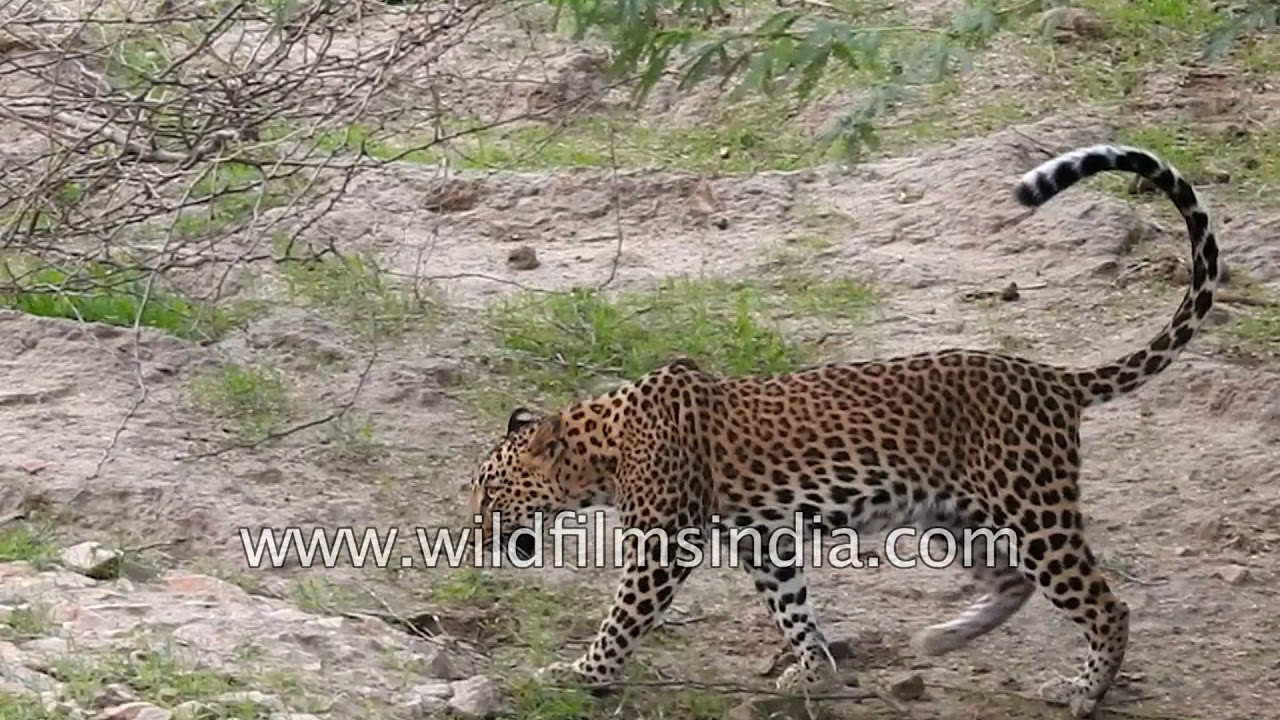 Spot the leopard with its lovely upcurled tail, twitching and alert ...