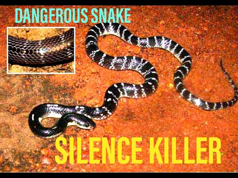 DANGEROUS SNAKE | SILENCE KILLER ⚠️⚠️⚠️⚠️⚠️ | WE FOR NATURE - YouTube