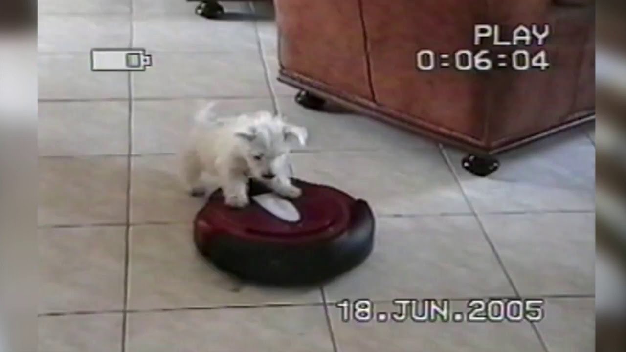 Puppy Rides Roomba - YouTube