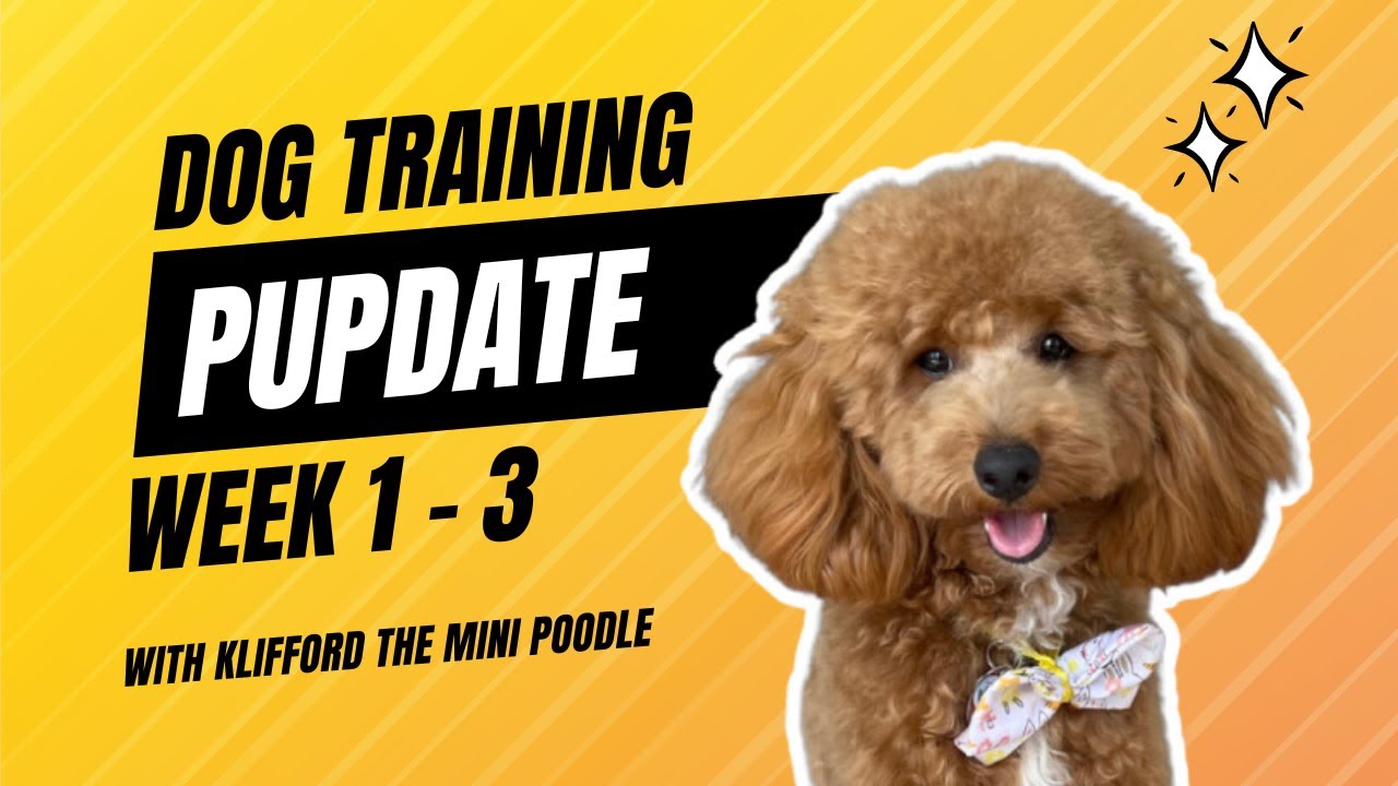 Dog Training Pupdate: The Teenage Phase - YouTube