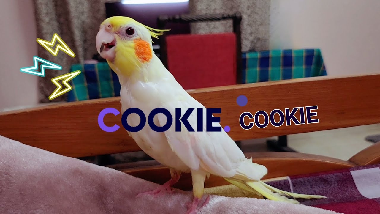 My Cockatiel's Favorite Cookie Obsession | Cockatiel Singing Cookie ...