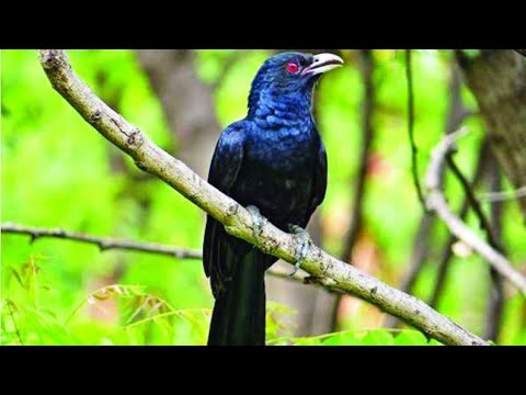 koel bird sound - YouTube