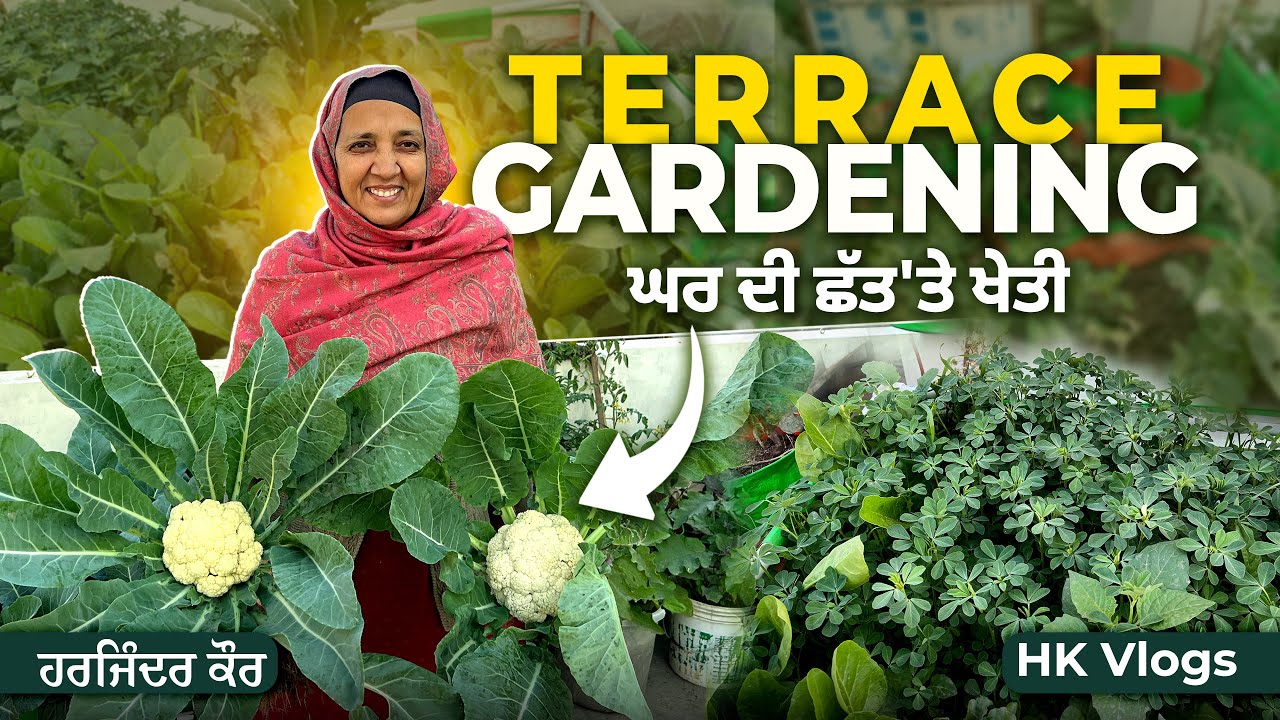 Easy Urban Rooftop Farming: My First Harvest - Terrace gardening on ...