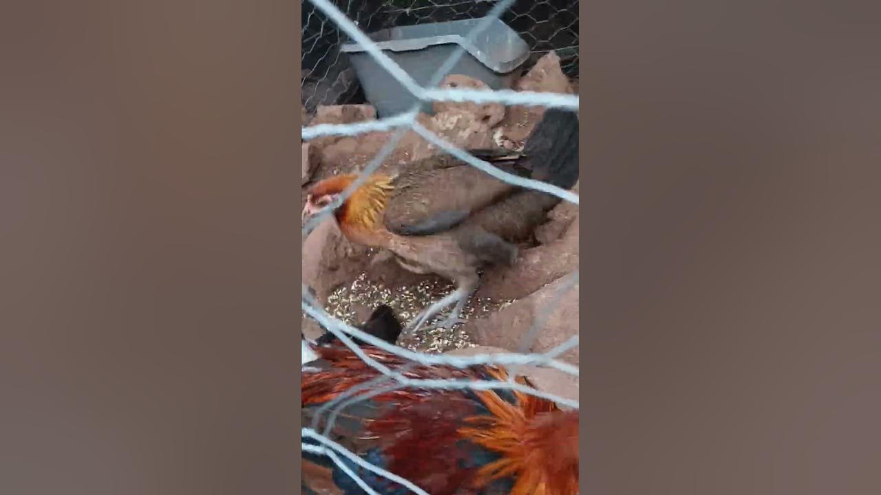 red junglefowl / kuv cov qaib qus muaj 7 hli - YouTube