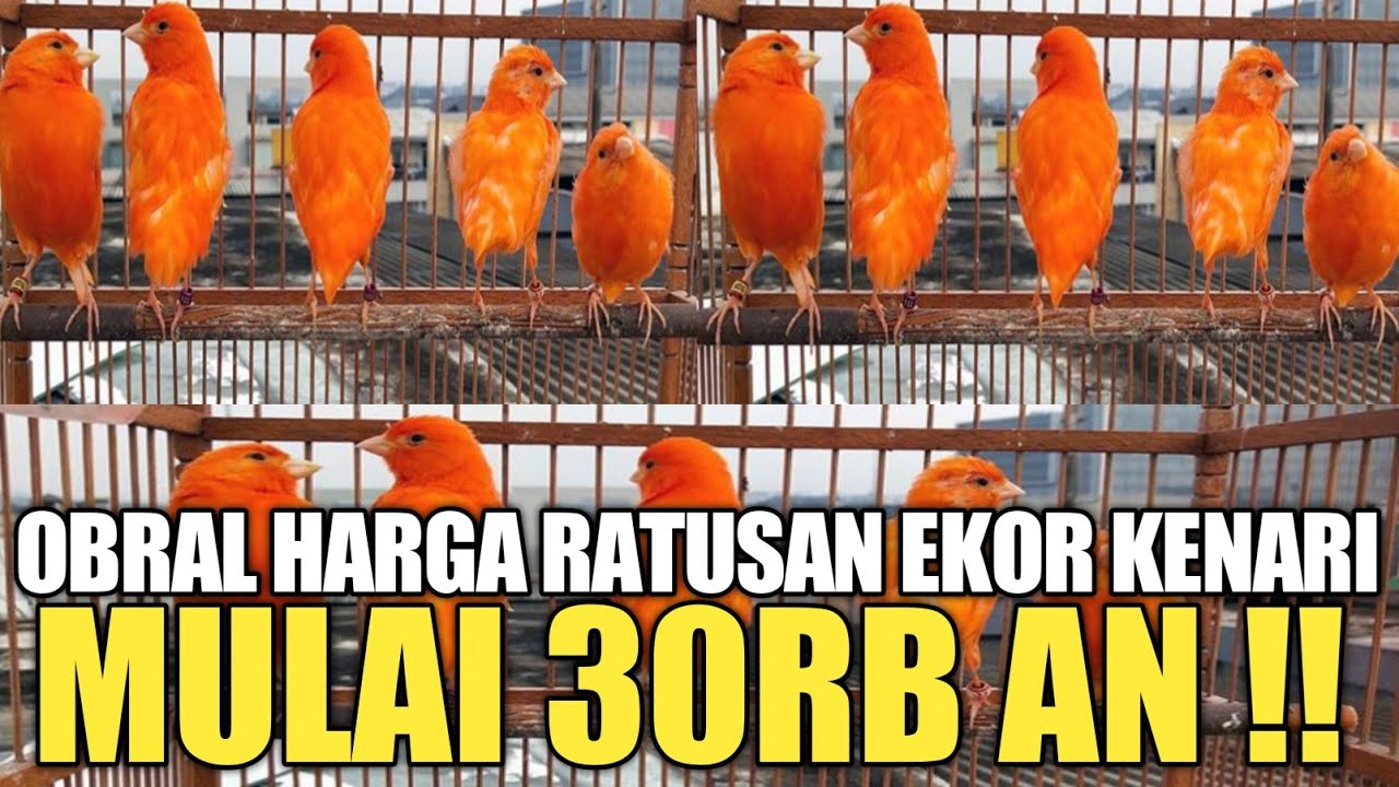 HARGA KENARI SEMAKIN JATOH ! ADA RATUSAN EKOR KENARI DI OBRAL MULAI ...