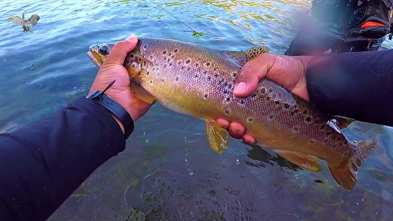 Pesca de Trucha Marrón en Lago VERDE con MOSCA - PATAGONIA ARGENTINA ...