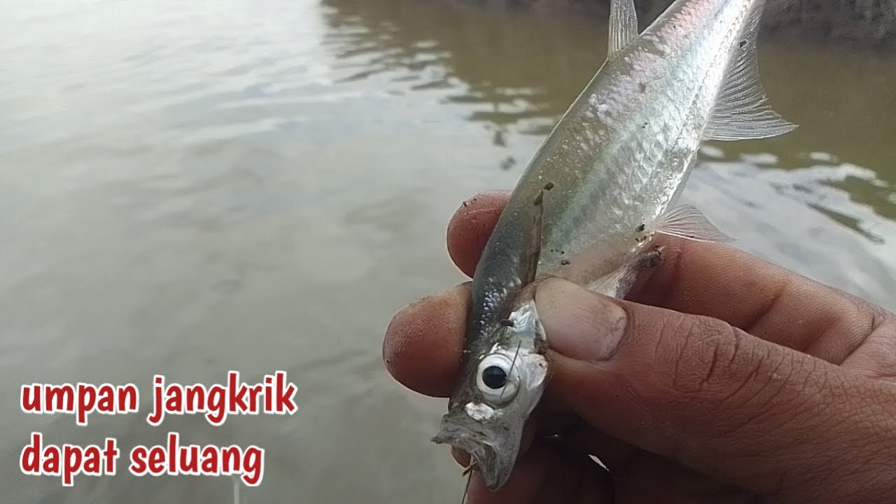 mancing seluang@samsulasahanayokkitamancing - YouTube