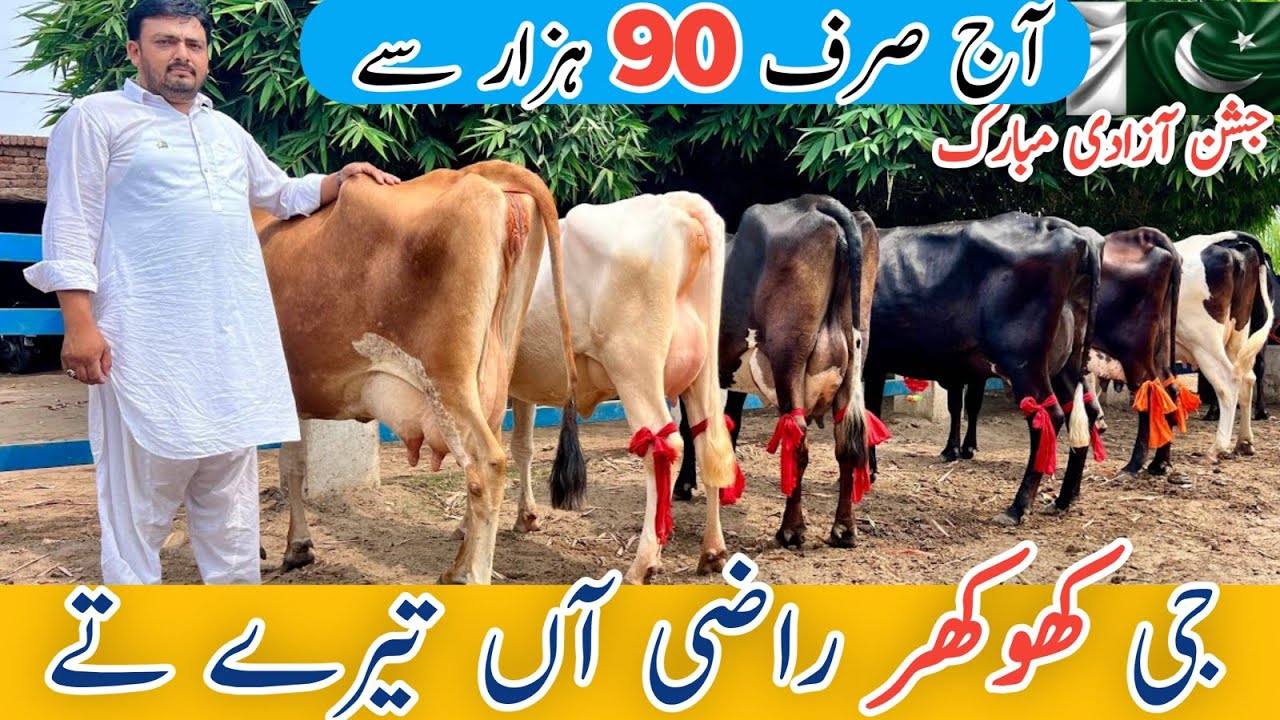 Khokher Dairy Farm | Milking cows Farm | Milking cows For sale | Jani ...