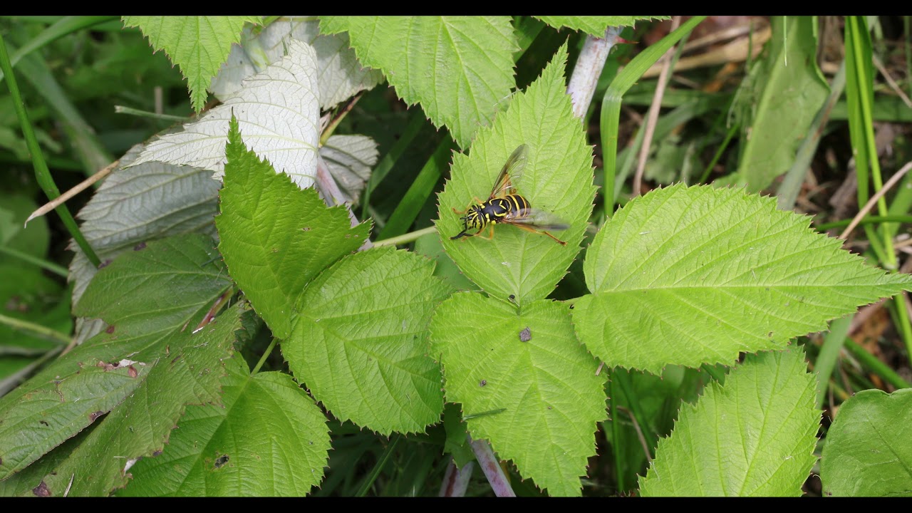 Batesian mimicry - YouTube