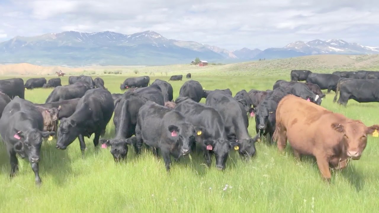 High-Altitude, Bred Cows for Sale - YouTube