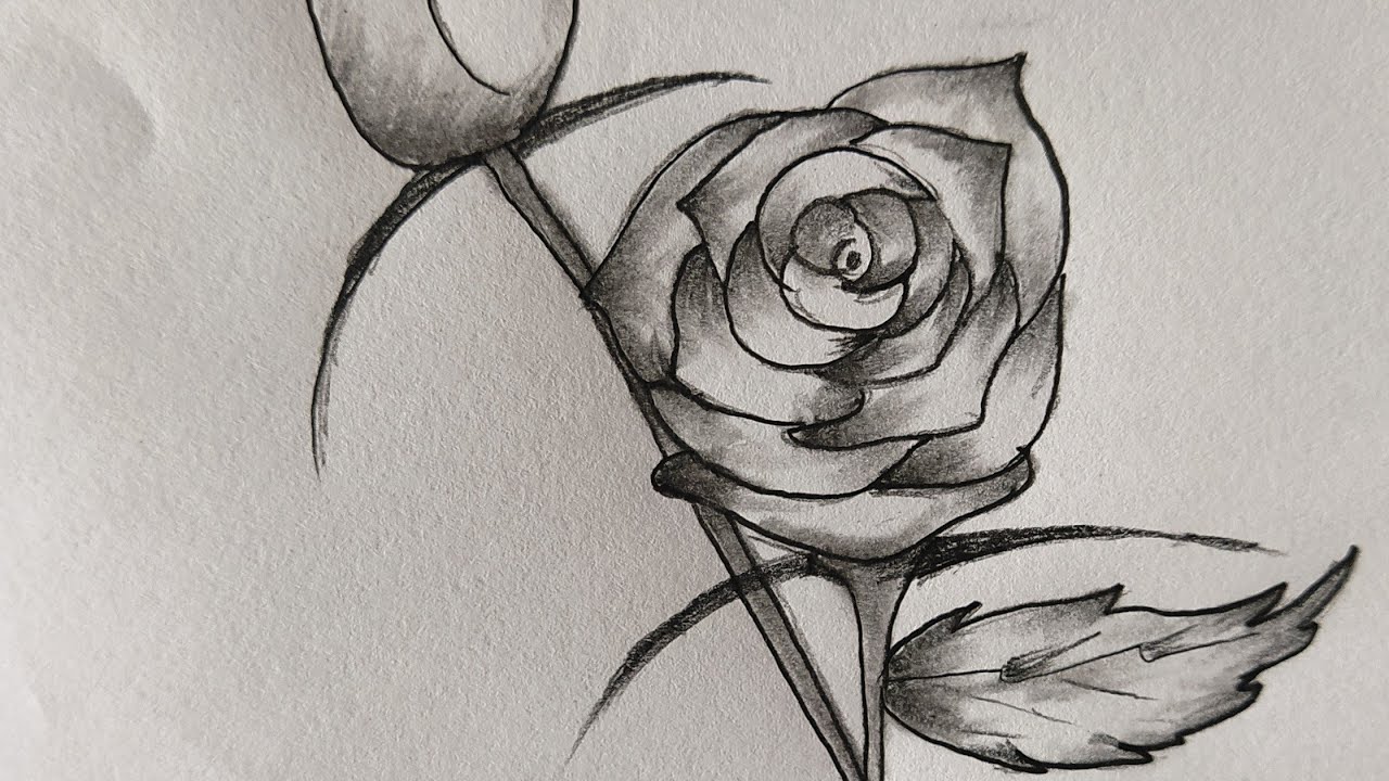 Rose flavar drawing only pencil use, shedding - YouTube