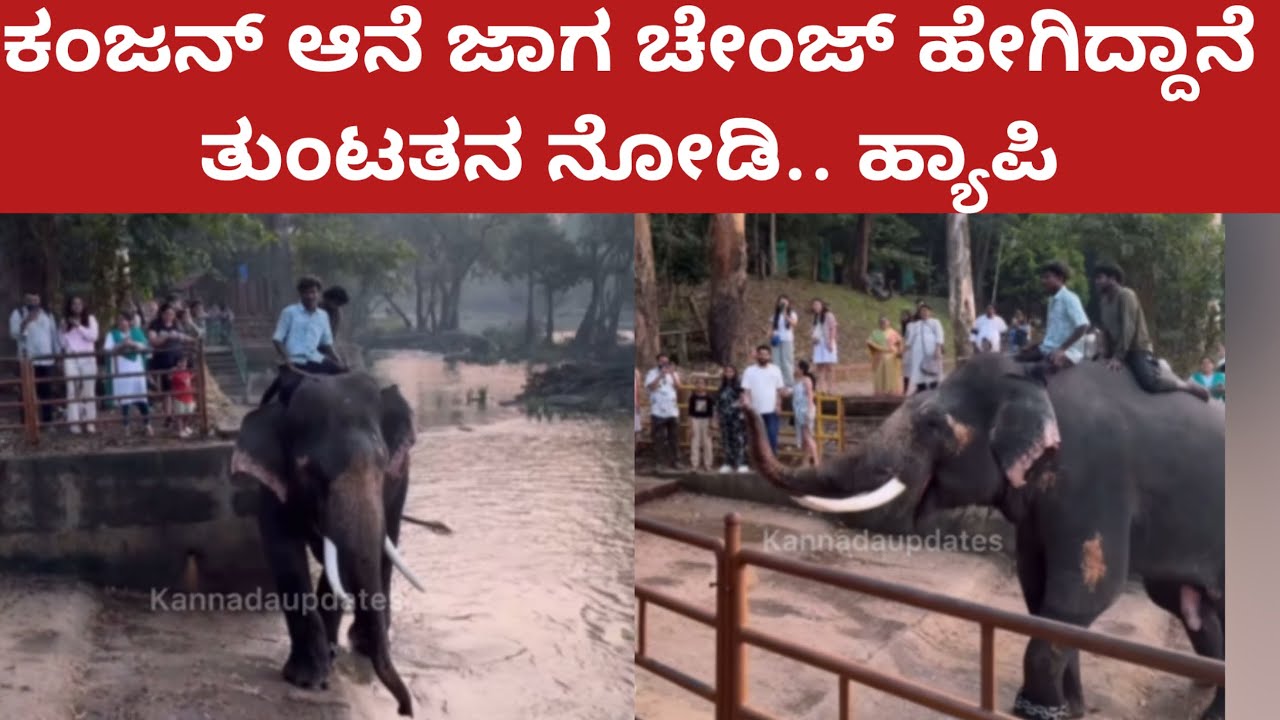 ಕಂಜನ್ ಆನೆ ಜಾಗ ಚೇಂಜ್ ಹೇಗಿದ್ದಾನೆ ತುಂಟತನ ನೋಡಿ.. ಹ್ಯಾಪಿ | Kanjan elephant ...