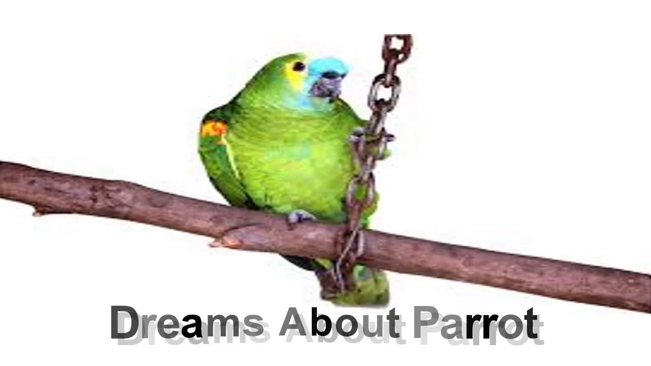 Dream about parrot | Dreams Meaning and Interpretation - YouTube