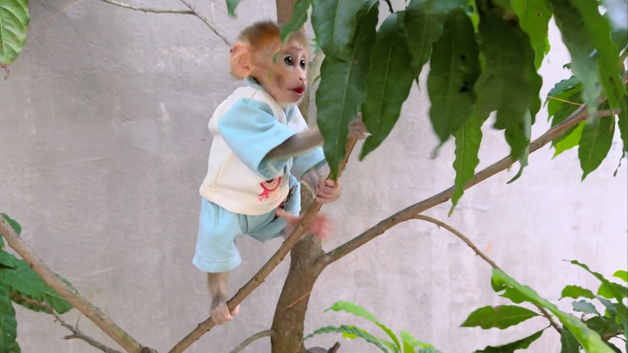 Ruby Monkey eats fruit in the garden for the first time | Monkey Coca Vlog - YouTube