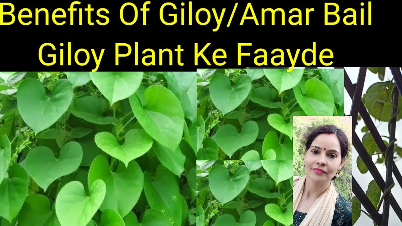 Giloy/Amar bail ke Faayde, Benefits Of Giloy@gardeningwithgeetkumar ...