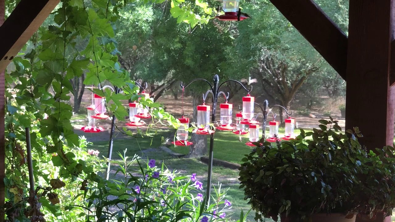 Hummingbirds 1 - YouTube