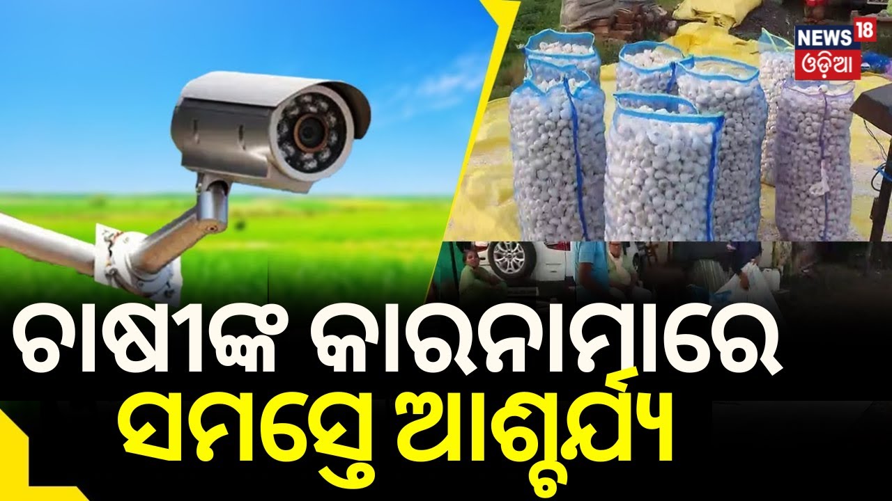 Garlic Price Today | Farmers Install CCTV Cameras In Fields To ...