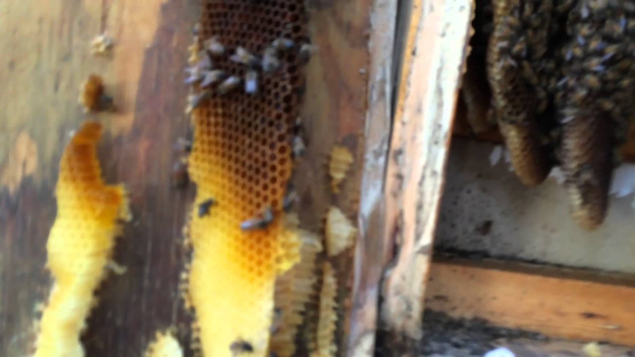 Friday the 13th Bees - YouTube