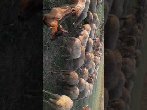 Dhent e jasharit  brezes