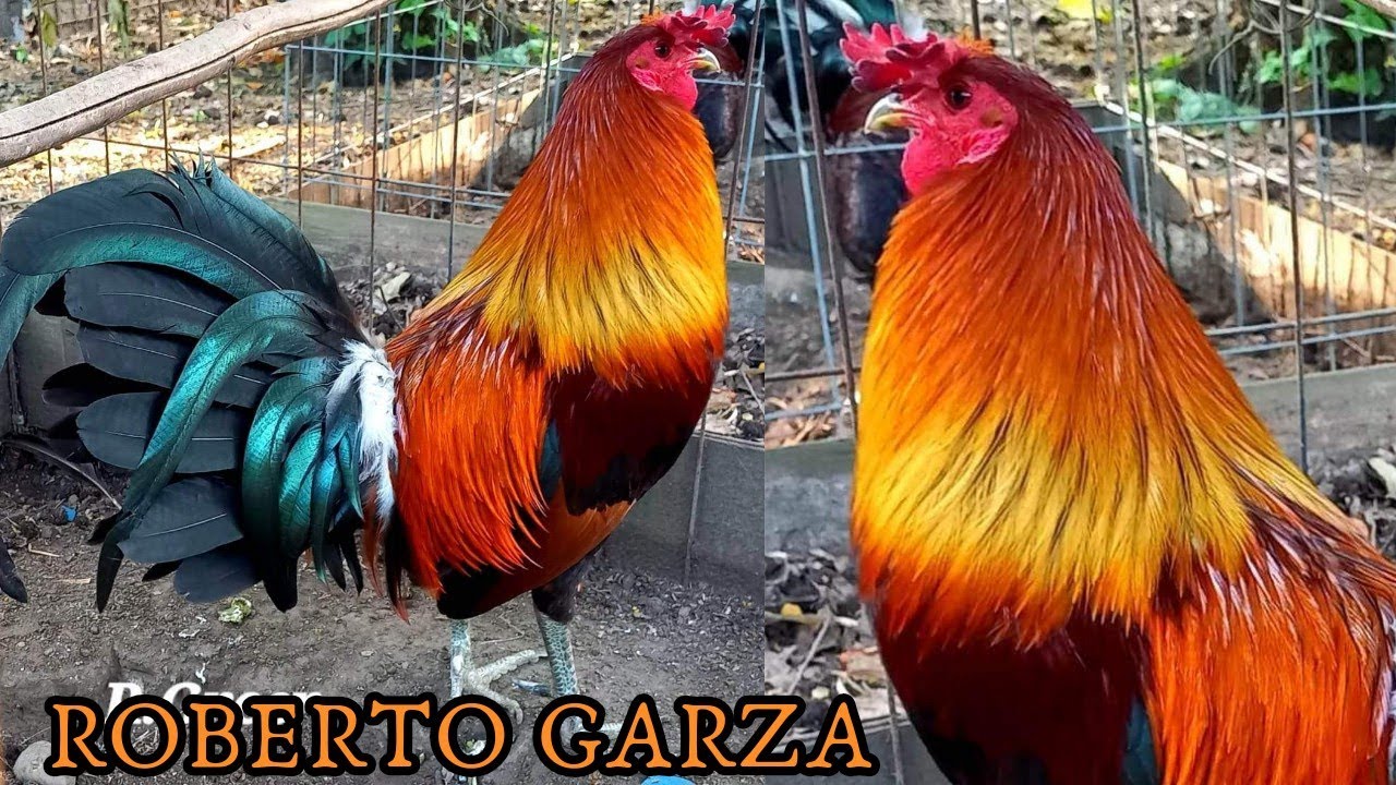 Beautiful Black Brownred Spangled Penny Hatch Yellow Leg Kelso Leiper ...