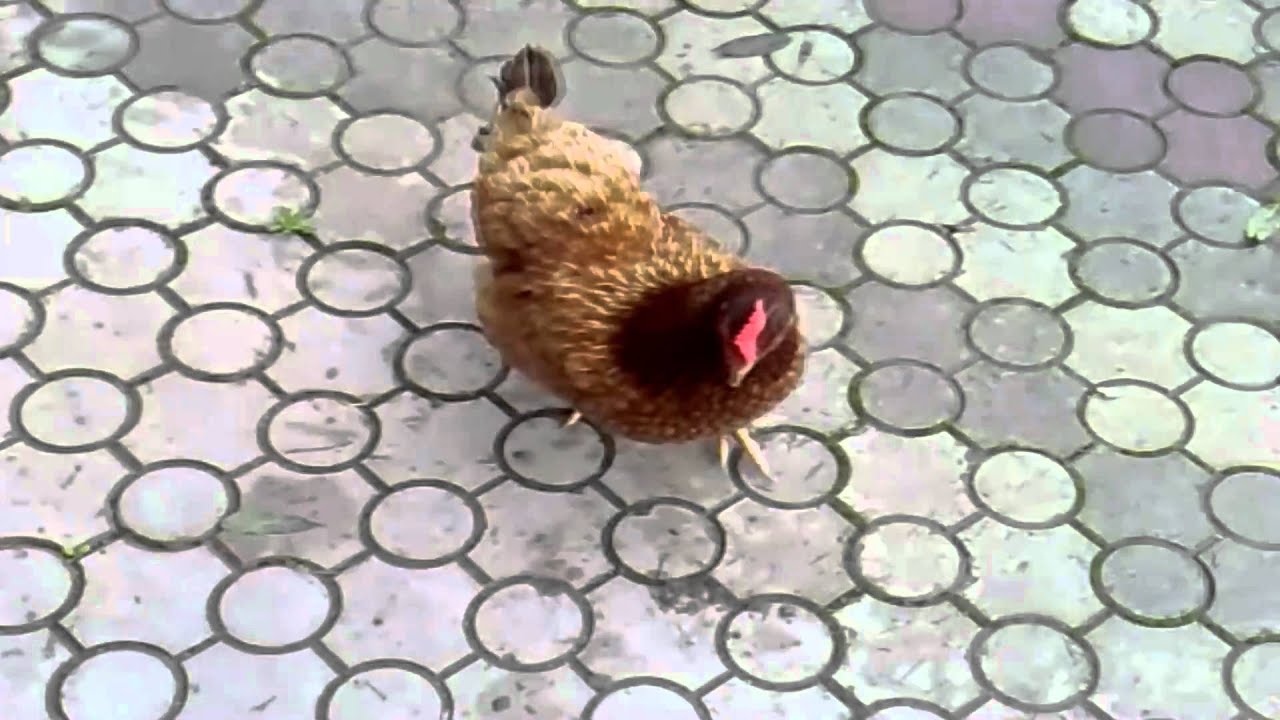 Cackle chicken 1080p HD - YouTube