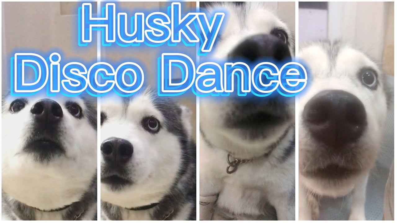 Funny Husky Dancing - YouTube