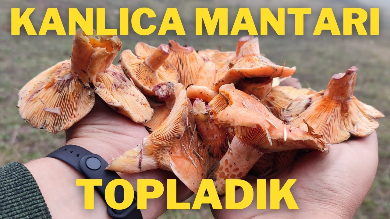 KANLICA MANTARI TOPLAMA (KOVALAR YETMEDİ) - YouTube